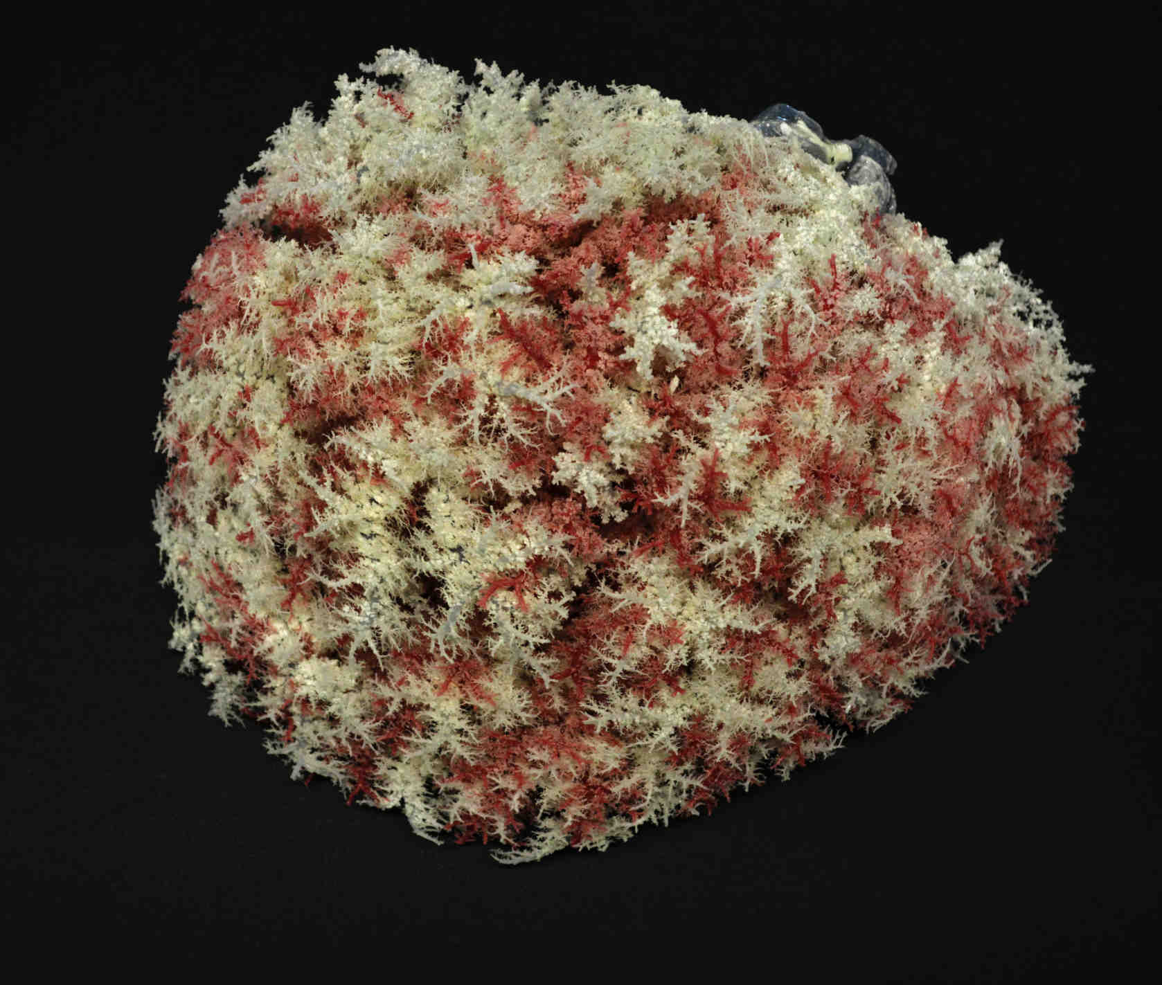 EACA- AEAC – European Association of Clinical Anatomy